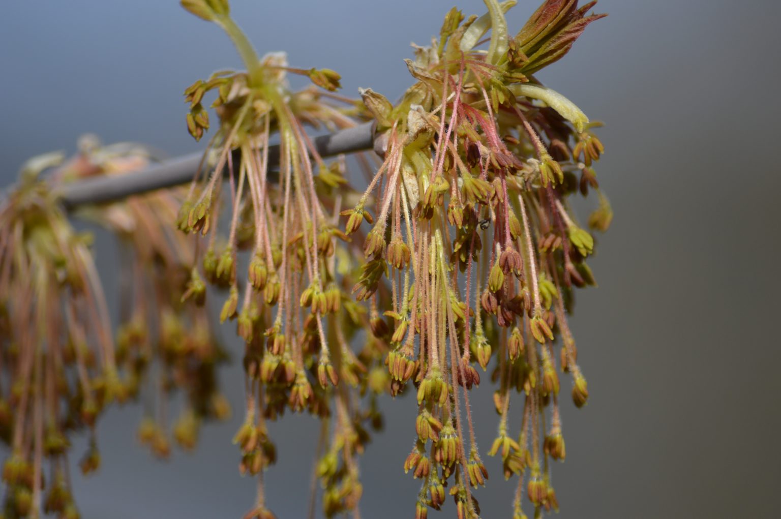 Kenčiantiems nuo žiedadulkių sukeltos alergijos – pažangi oro kokybės ...